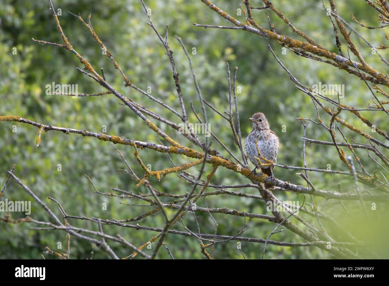 Germany song thrush hi-res stock photography and images - Alamy