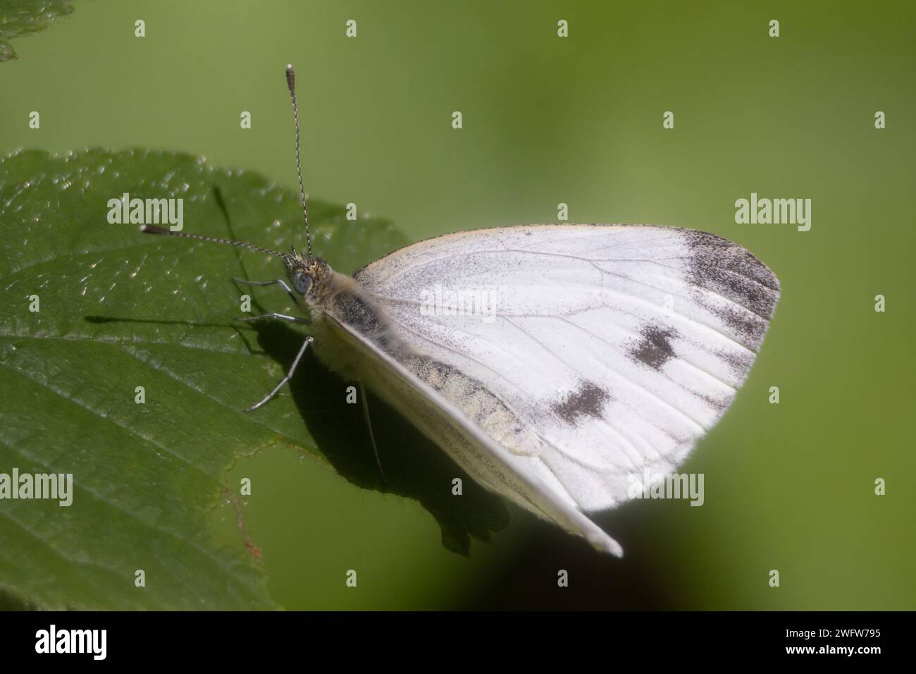 Cabbage moth hi-res stock photography and images - Alamy