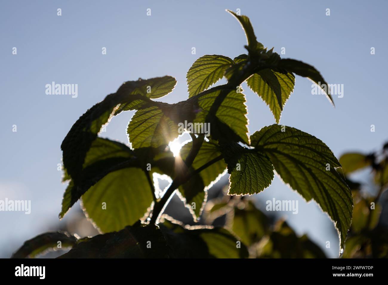 Nettle photography hi-res stock photography and images - Alamy