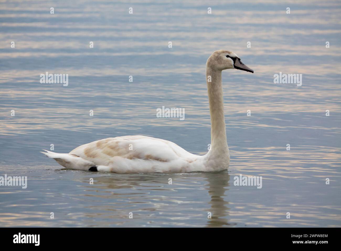 Young swan swimming gracefully in hi-res stock photography and images ...