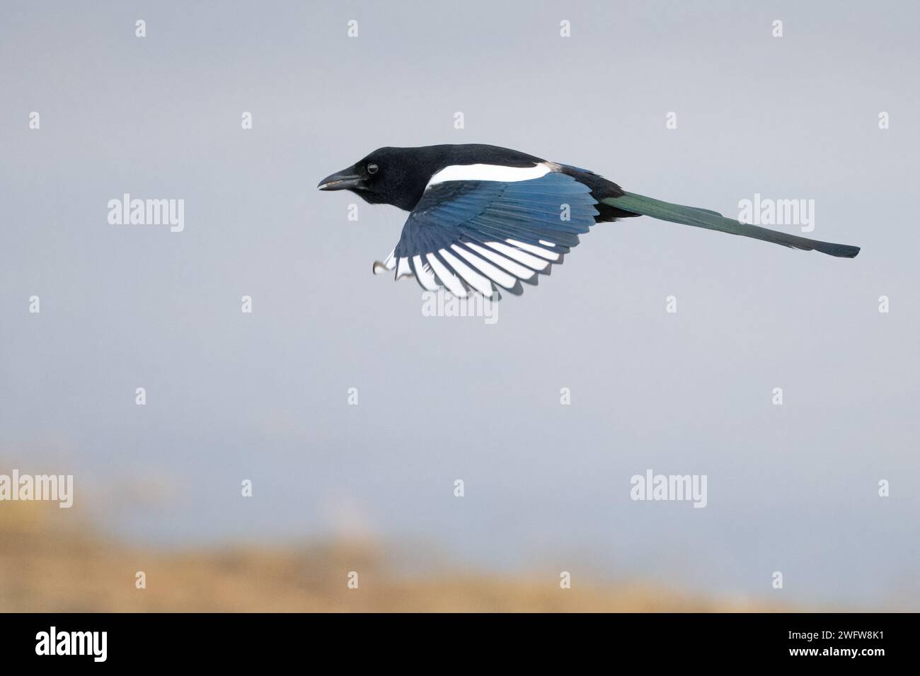 Magpie (Pica pica), in flight Stock Photo - Alamy