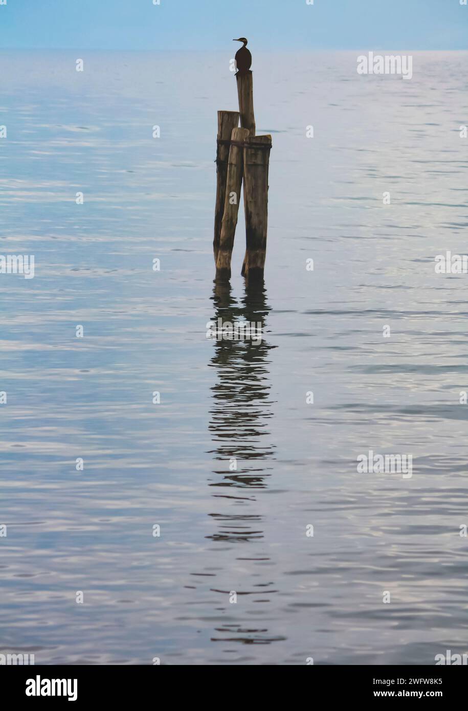 A serene scene of a group of old wooden pylons in the middle of a calm ...