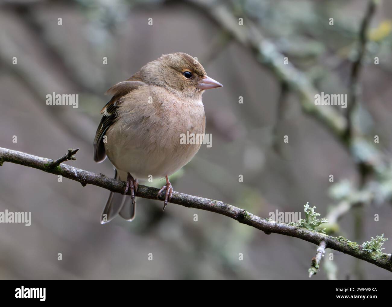 Common chaffinch fringilla coelebs female hi-res stock photography and ...