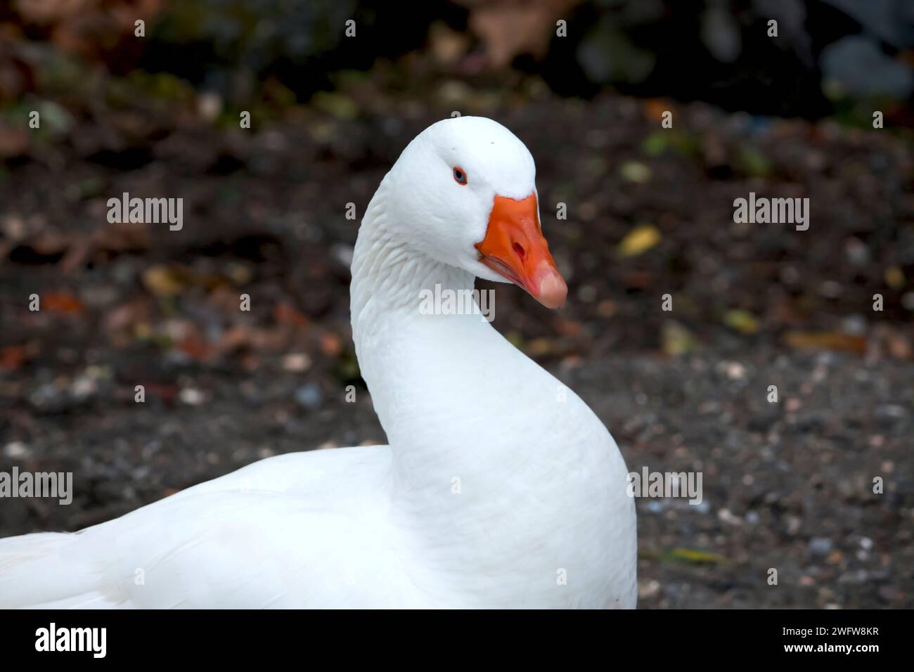 Close-up of a pristine white goose with blue eyes and an orange beak in ...