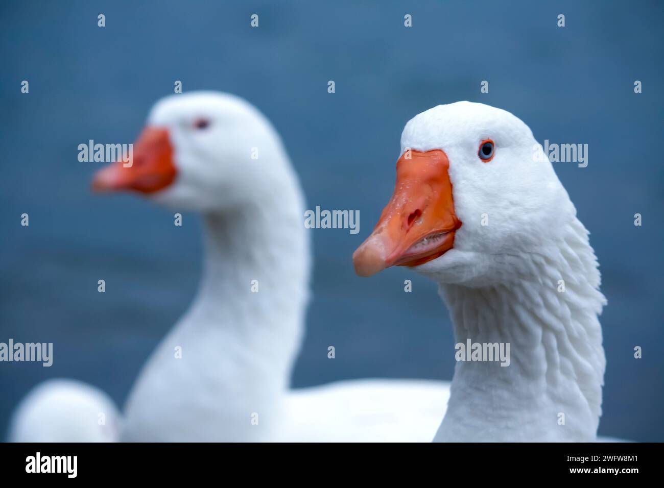 Two white geese with blue eyes and orange beaks standing against a grey ...