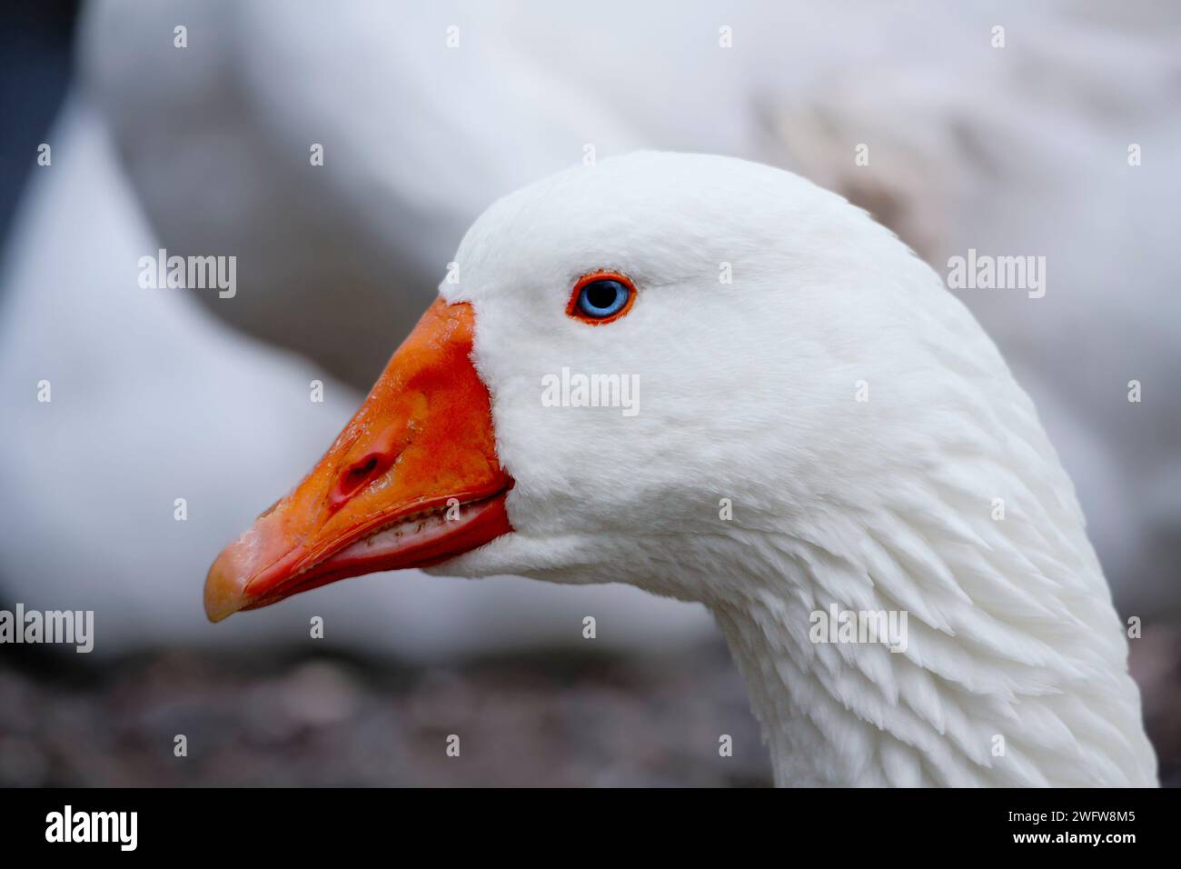 Close-up of a white goose with a bright orange beak and blue eyes ...