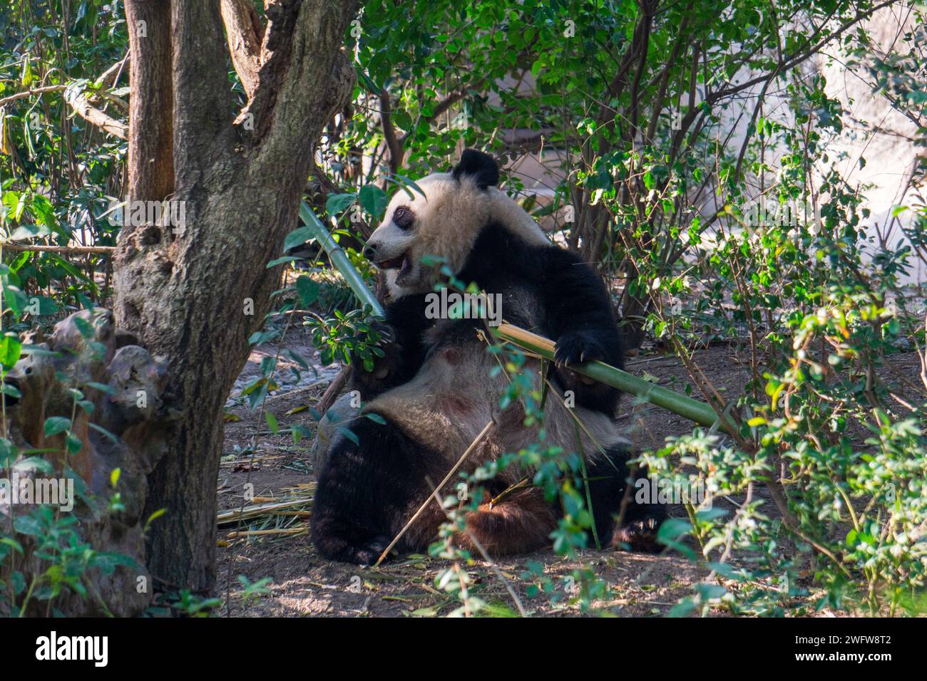 Panda in chengdu hi-res stock photography and images - Alamy