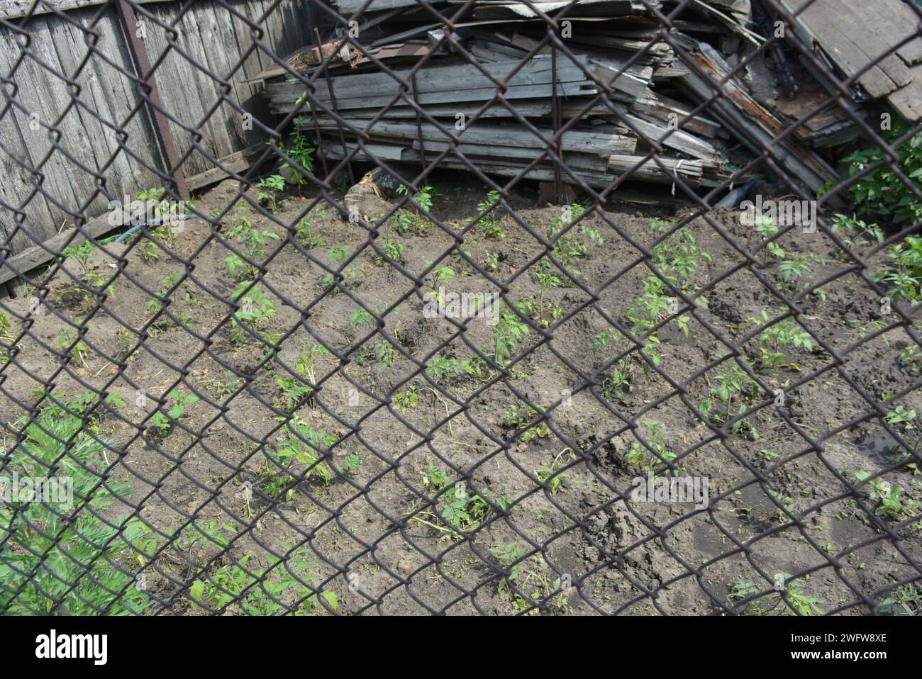 A private plot, a small vegetable garden on which tomato seedlings are ...