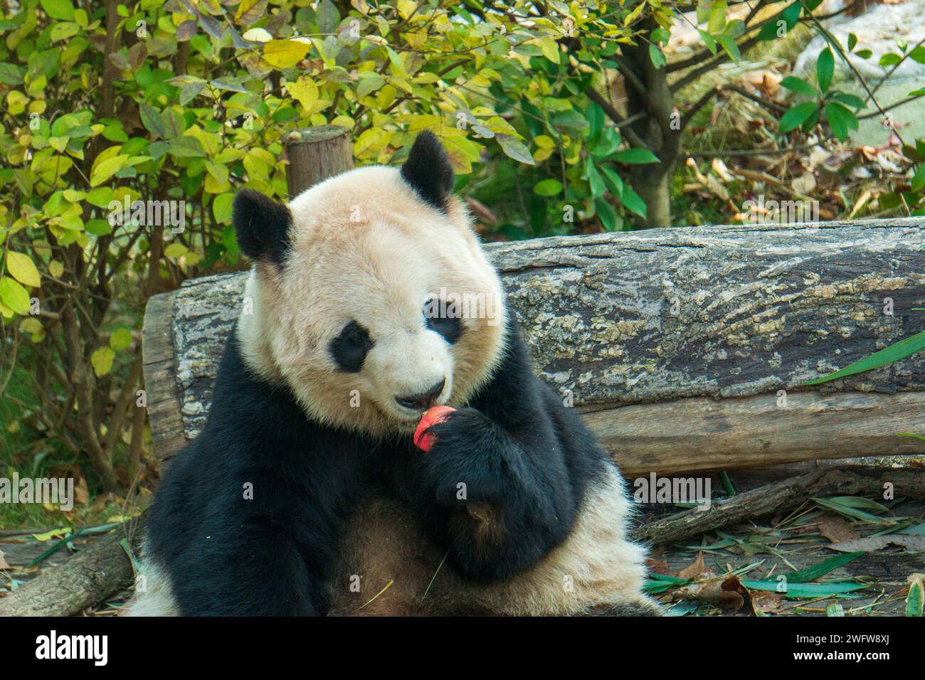 Chengdu panda cub tree hi-res stock photography and images - Alamy