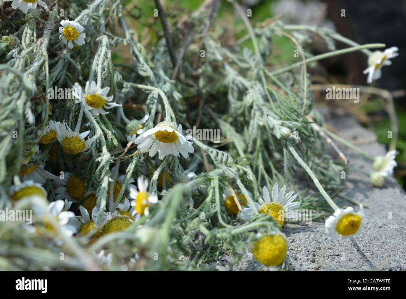 Medicinal plants, wild flowers of Ukraine, small white chamomile cut ...