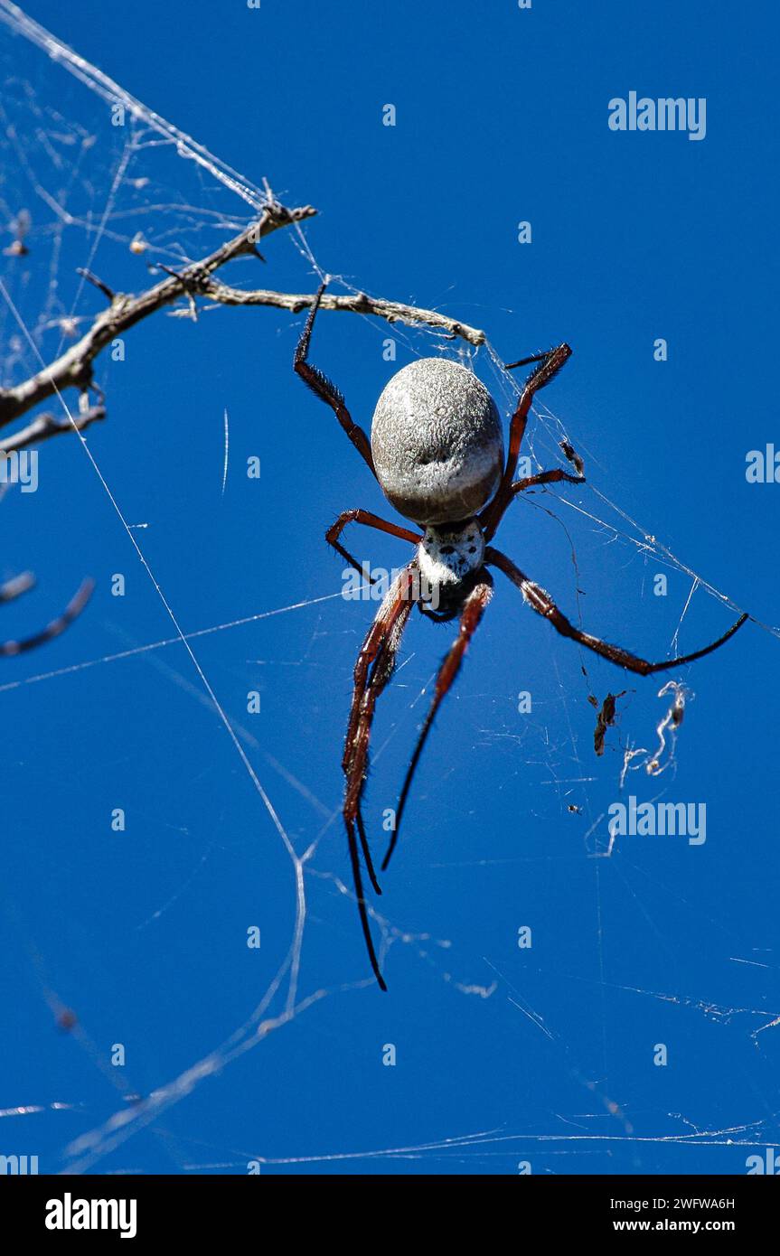 Female golden orb spider (Nephila edulis) in Victoria, Australia, by ...