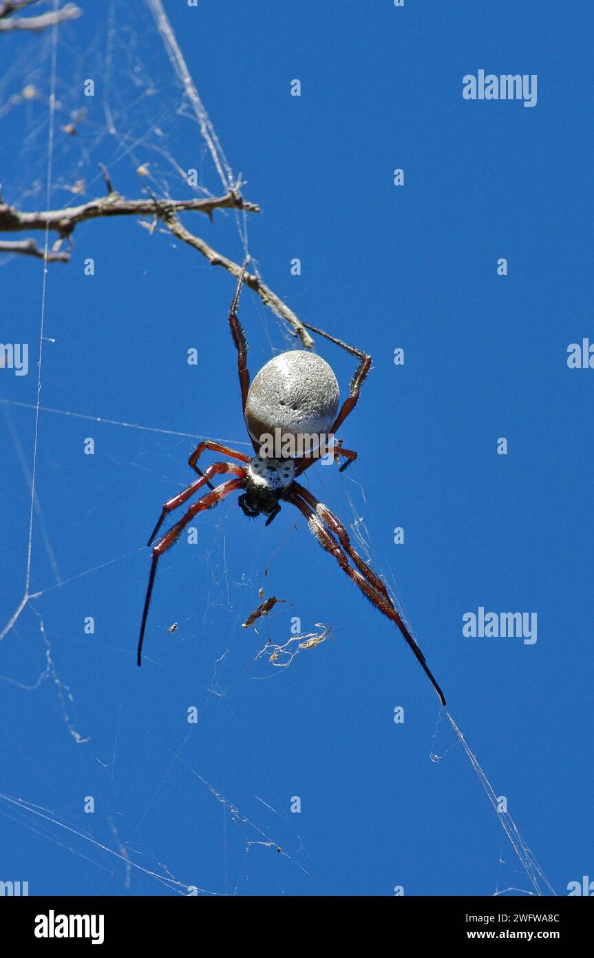 Female Golden Orb Spider Nephila Edulis In Victoria Australia By Aboriginals Considered A