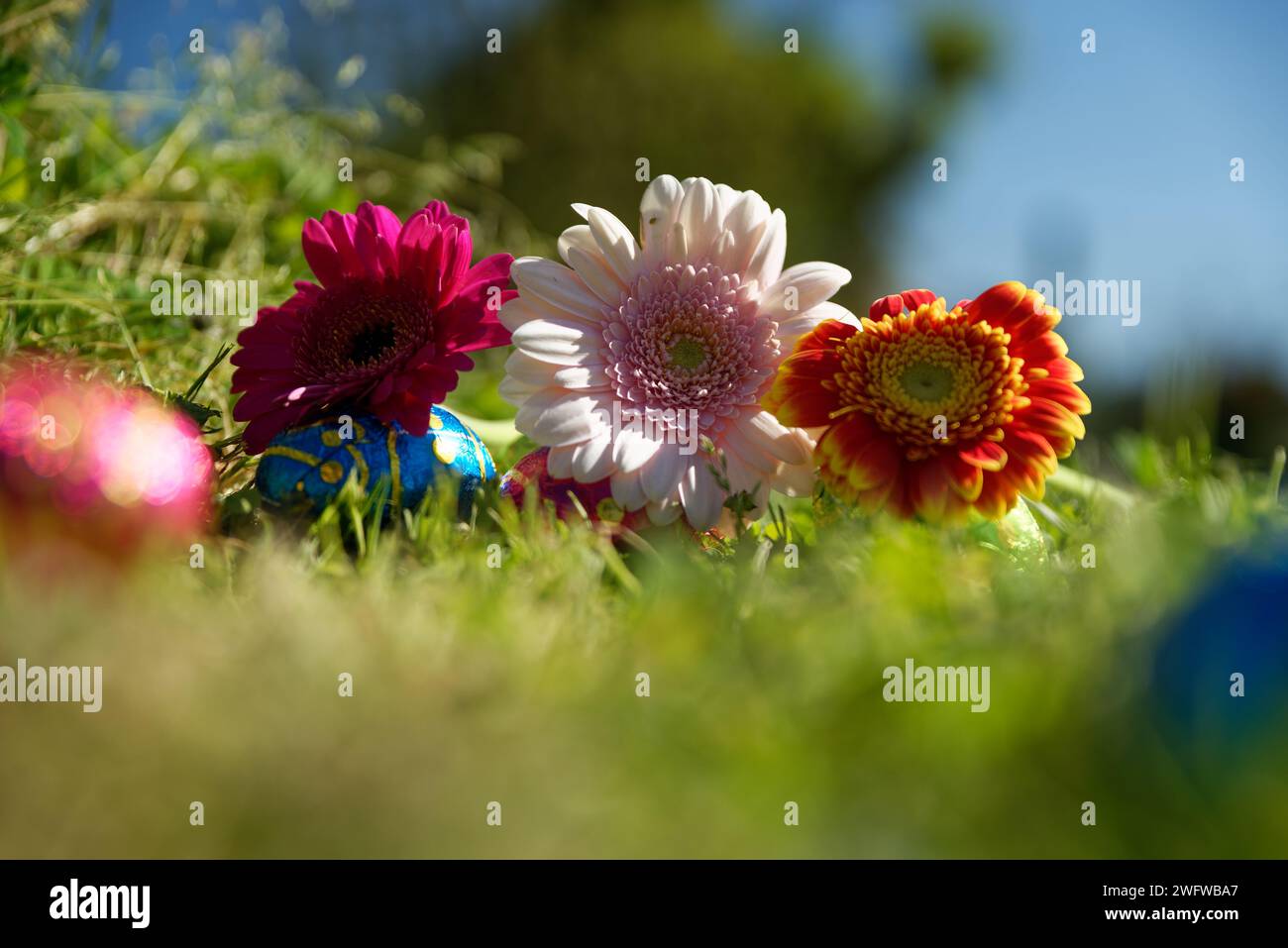 Easter, pretty colored chocolate eggs, in the garden Stock Photo - Alamy