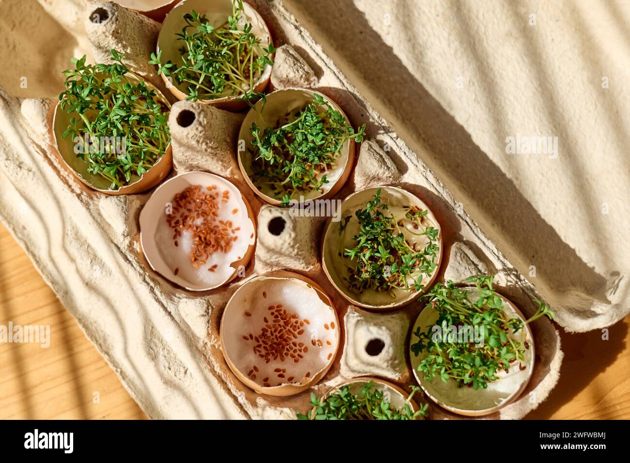 Fresh microgreens growing in eggshells in paper egg box. Watercress in ...