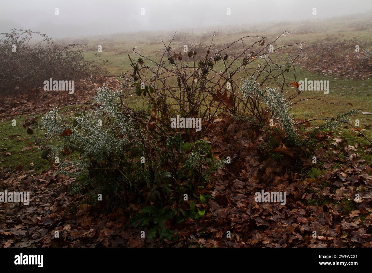 Misty enshrouded forest hi-res stock photography and images - Alamy