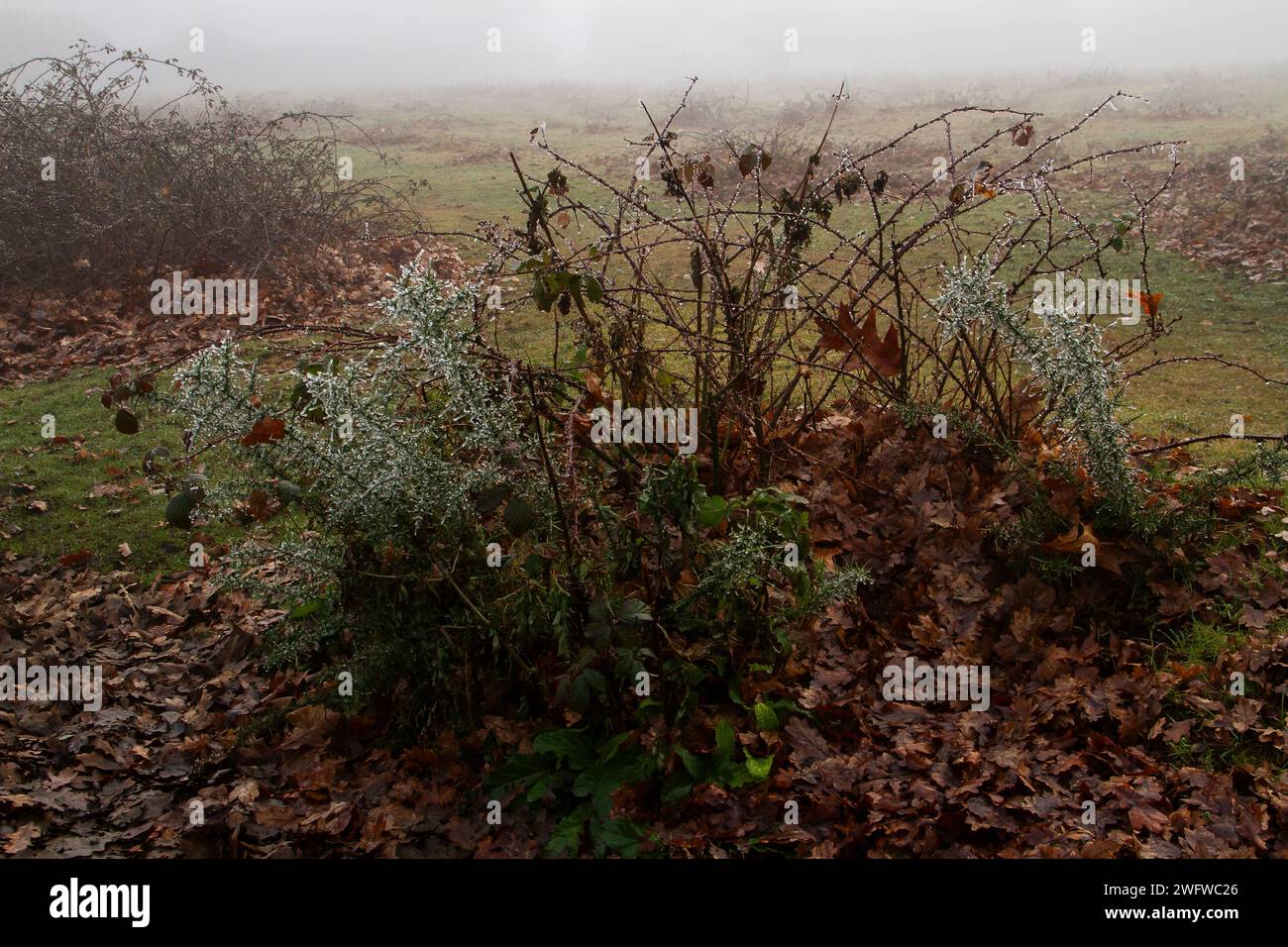 Misty enshrouded forest hi-res stock photography and images - Alamy