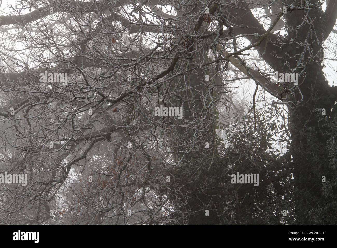 New Forest landscapes in mist and fog Stock Photo - Alamy