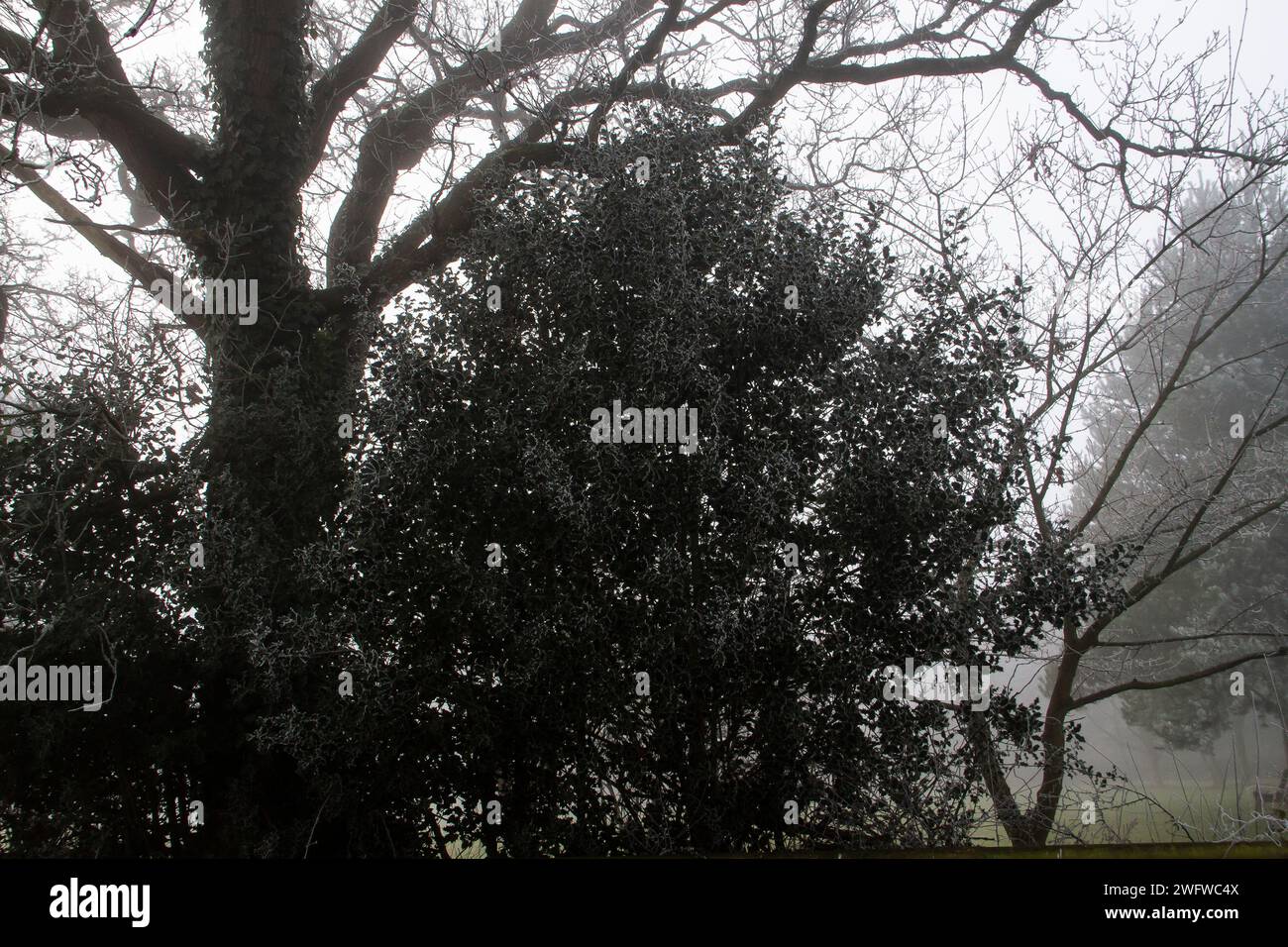 Misty enshrouded forest hi-res stock photography and images - Alamy