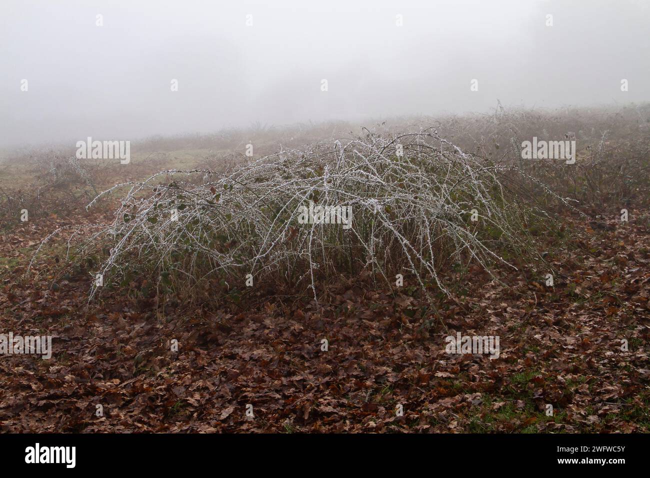 Misty enshrouded forest hi-res stock photography and images - Alamy