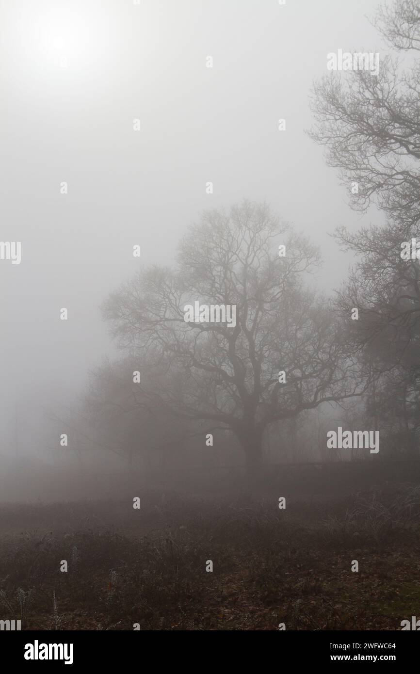 Misty enshrouded forest hi-res stock photography and images - Alamy