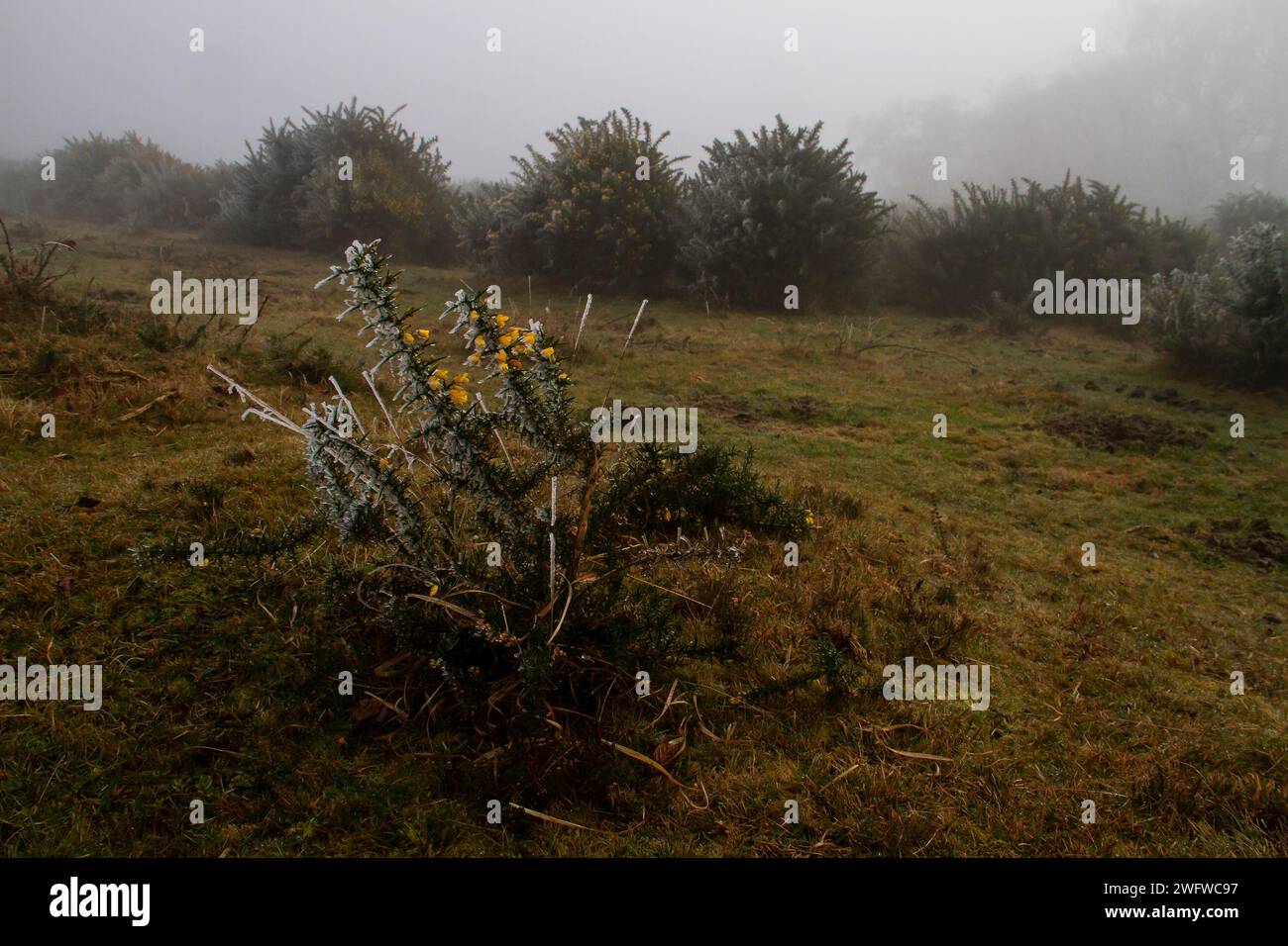 Misty enshrouded forest hi-res stock photography and images - Alamy