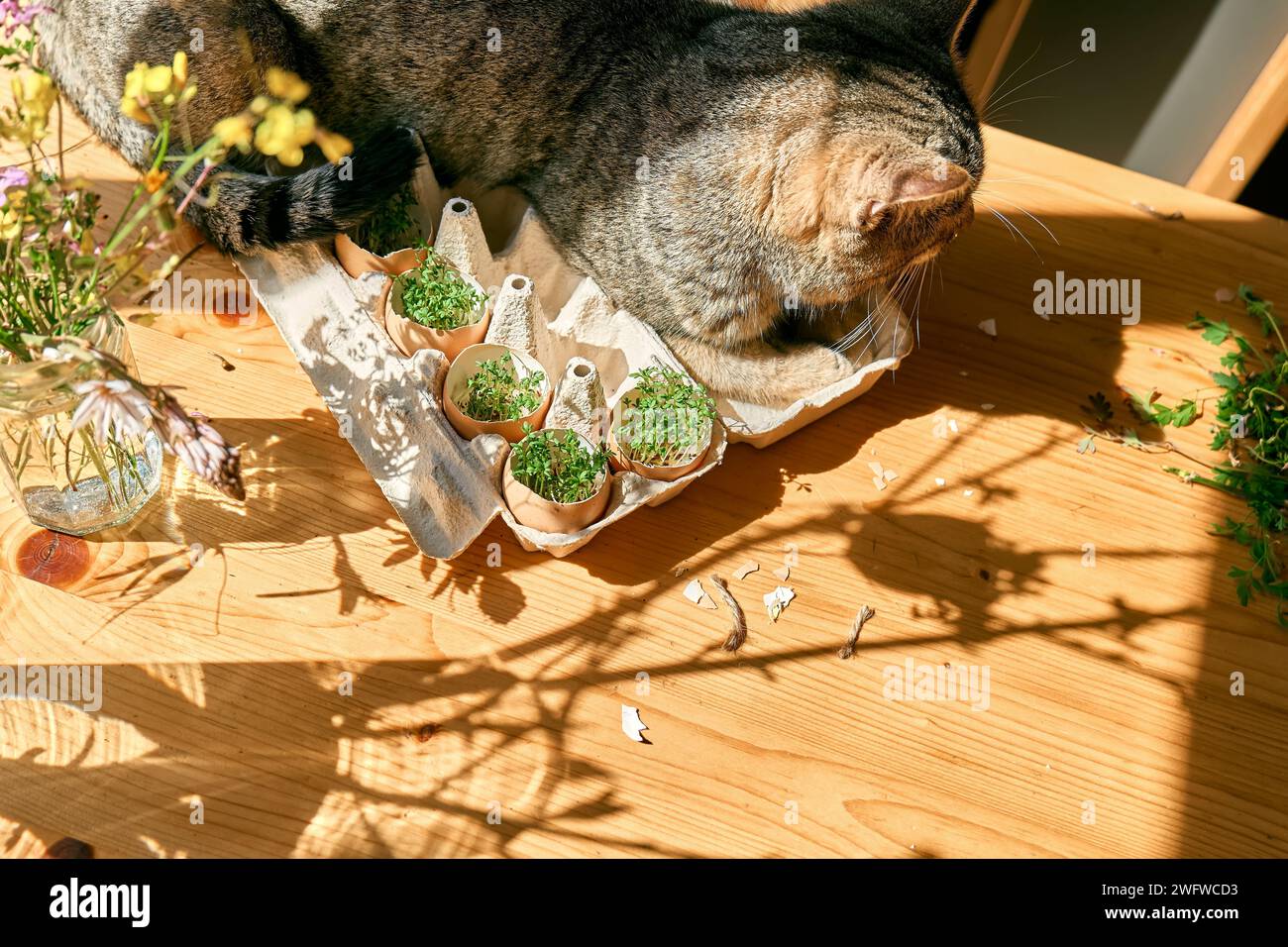 Growing microgreens home cute hi-res stock photography and images - Alamy