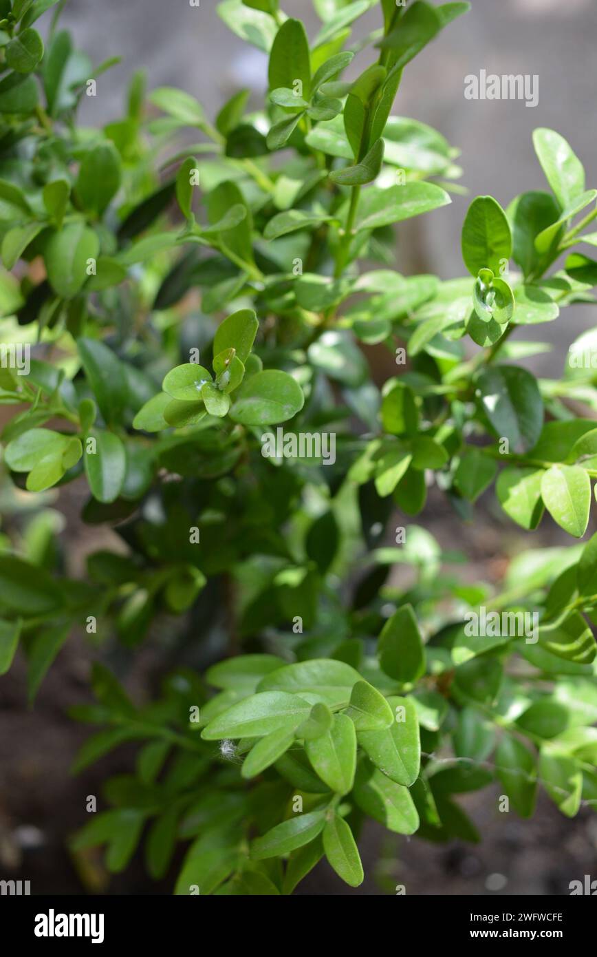Landscaping boxwood hedge hi-res stock photography and images - Alamy