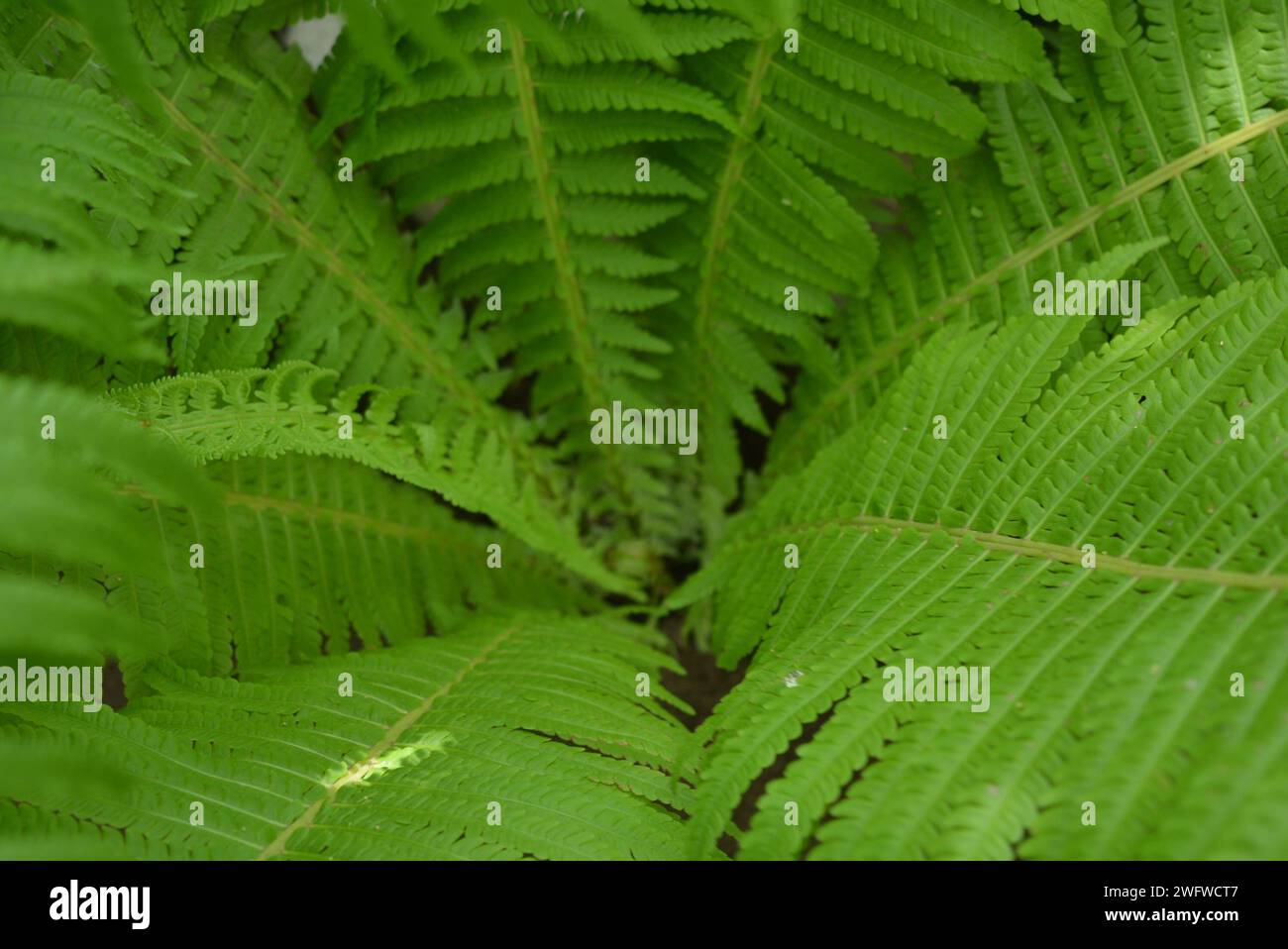 Large idiosyncratic creative green fern bush leaves, green foliage ...