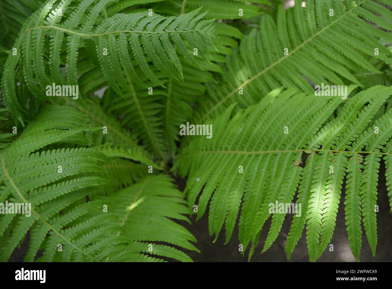 Large idiosyncratic creative green fern bush leaves, green foliage ...
