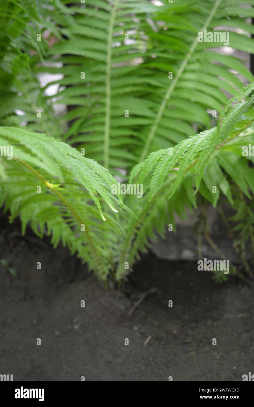 Large idiosyncratic creative green fern bush leaves, green foliage ...
