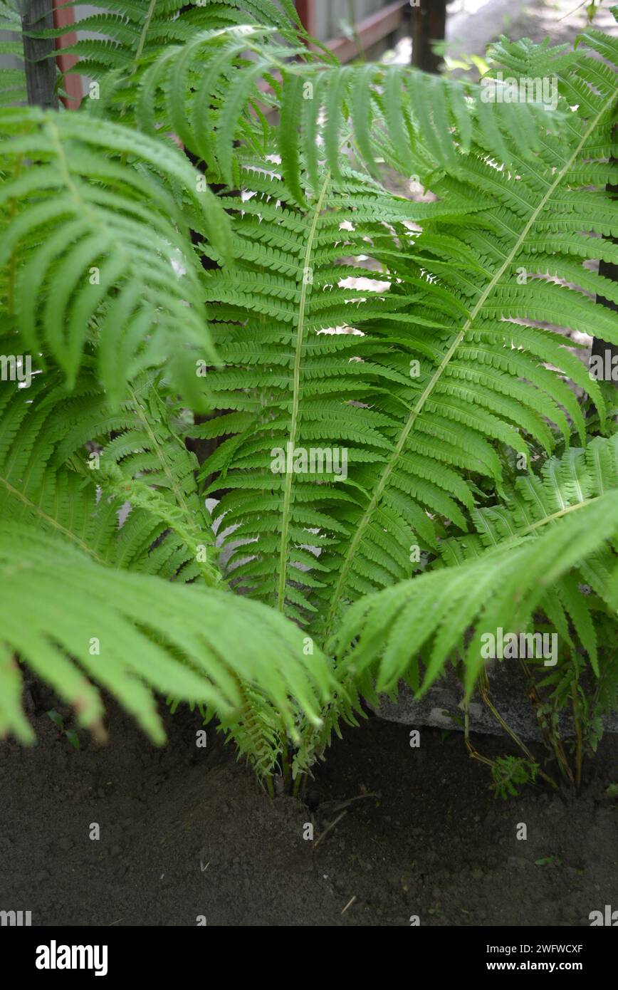 Large idiosyncratic creative green fern bush leaves, green foliage ...