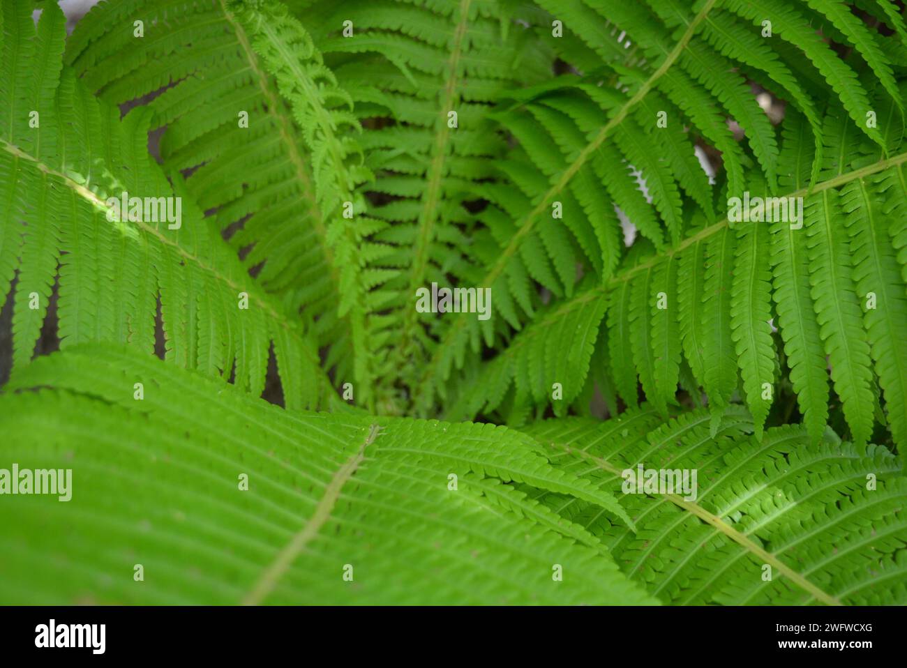 Large idiosyncratic creative green fern bush leaves, green foliage ...