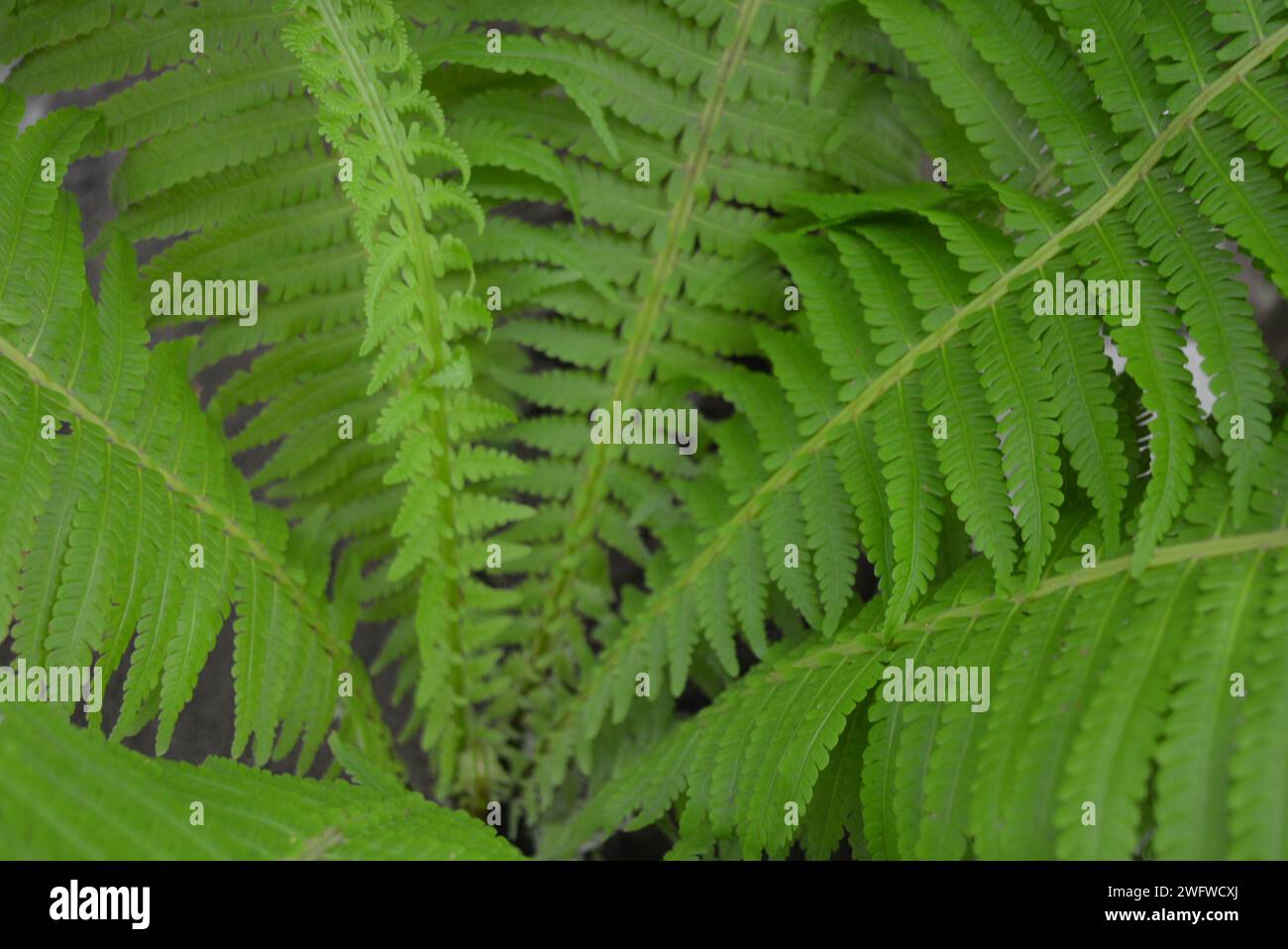 Large idiosyncratic creative green fern bush leaves, green foliage ...