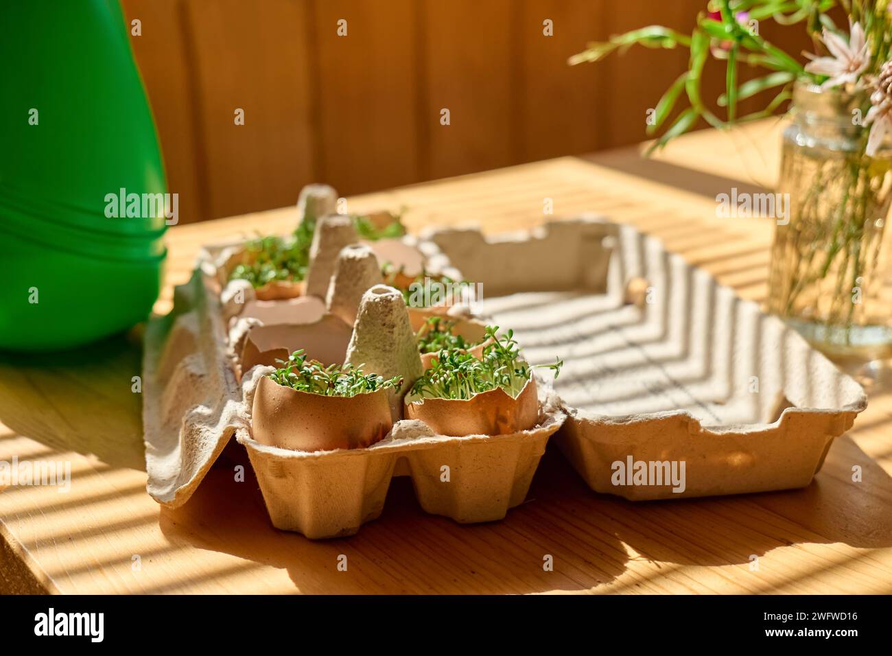 Fresh microgreens growing in eggshells in paper egg box. Watercress in ...