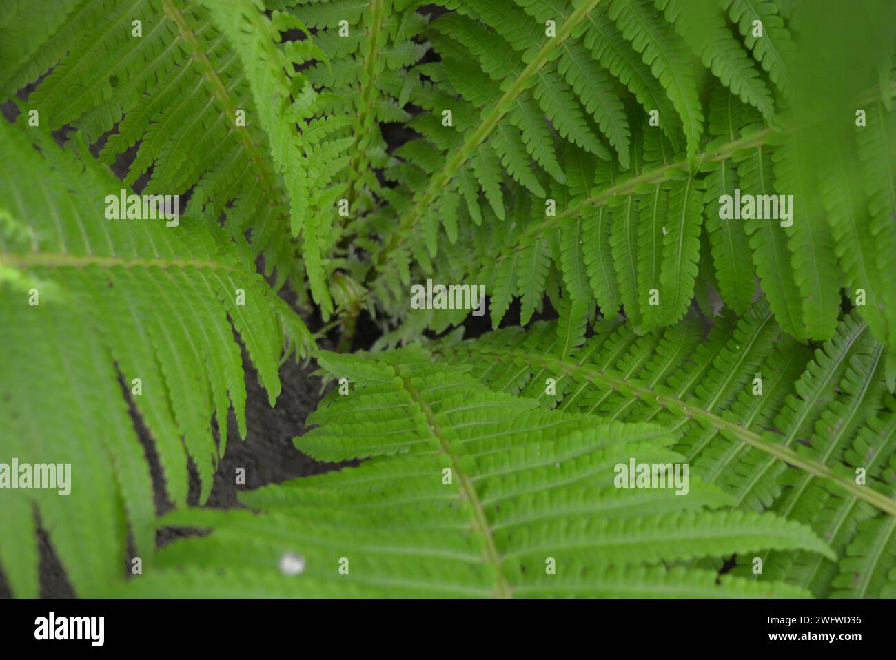 Large idiosyncratic creative green fern bush leaves, green foliage ...