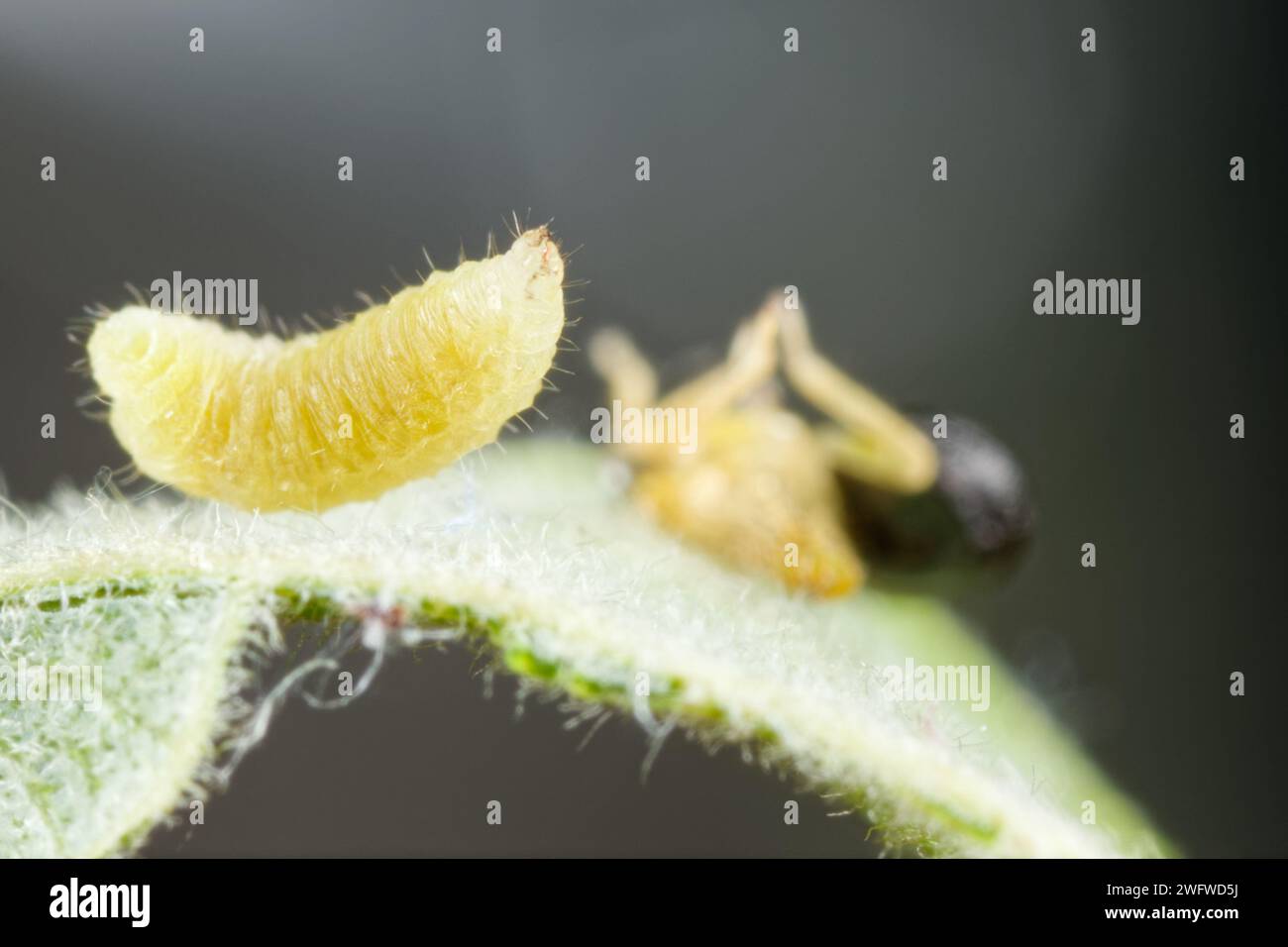 Pincer wasp hatched larva (Dryinidae Stock Photo - Alamy