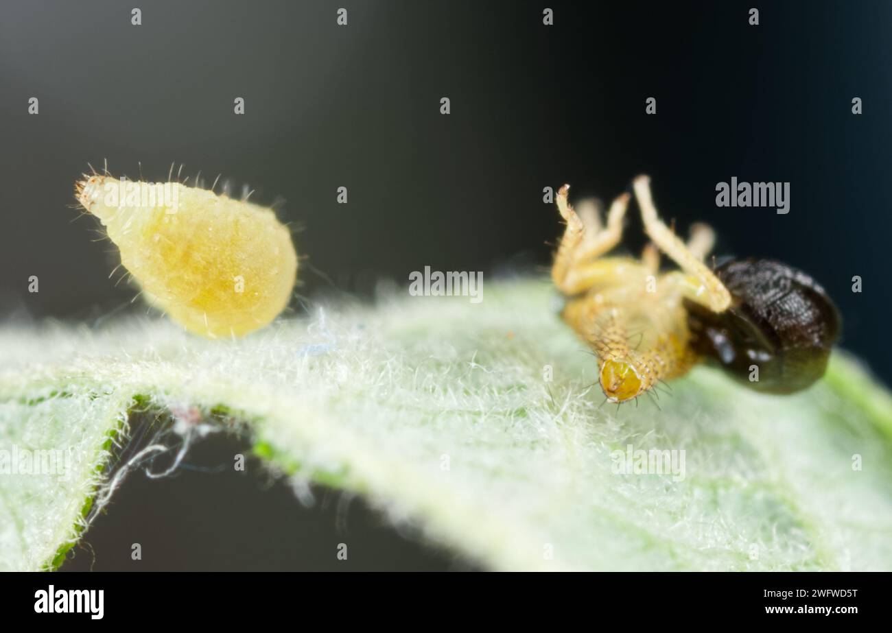 Pincer wasp hatched larva (Dryinidae Stock Photo - Alamy