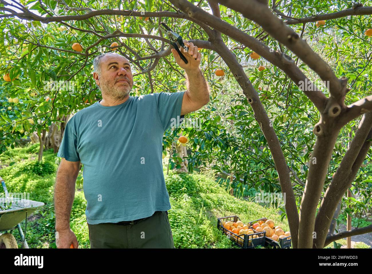 Gardener mature man collecting ripe citrus fruits during harvesting in ...