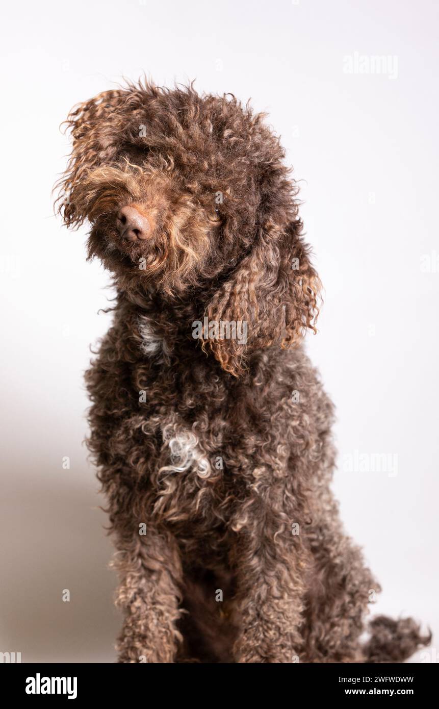 Funny seated brown dog hi-res stock photography and images - Alamy