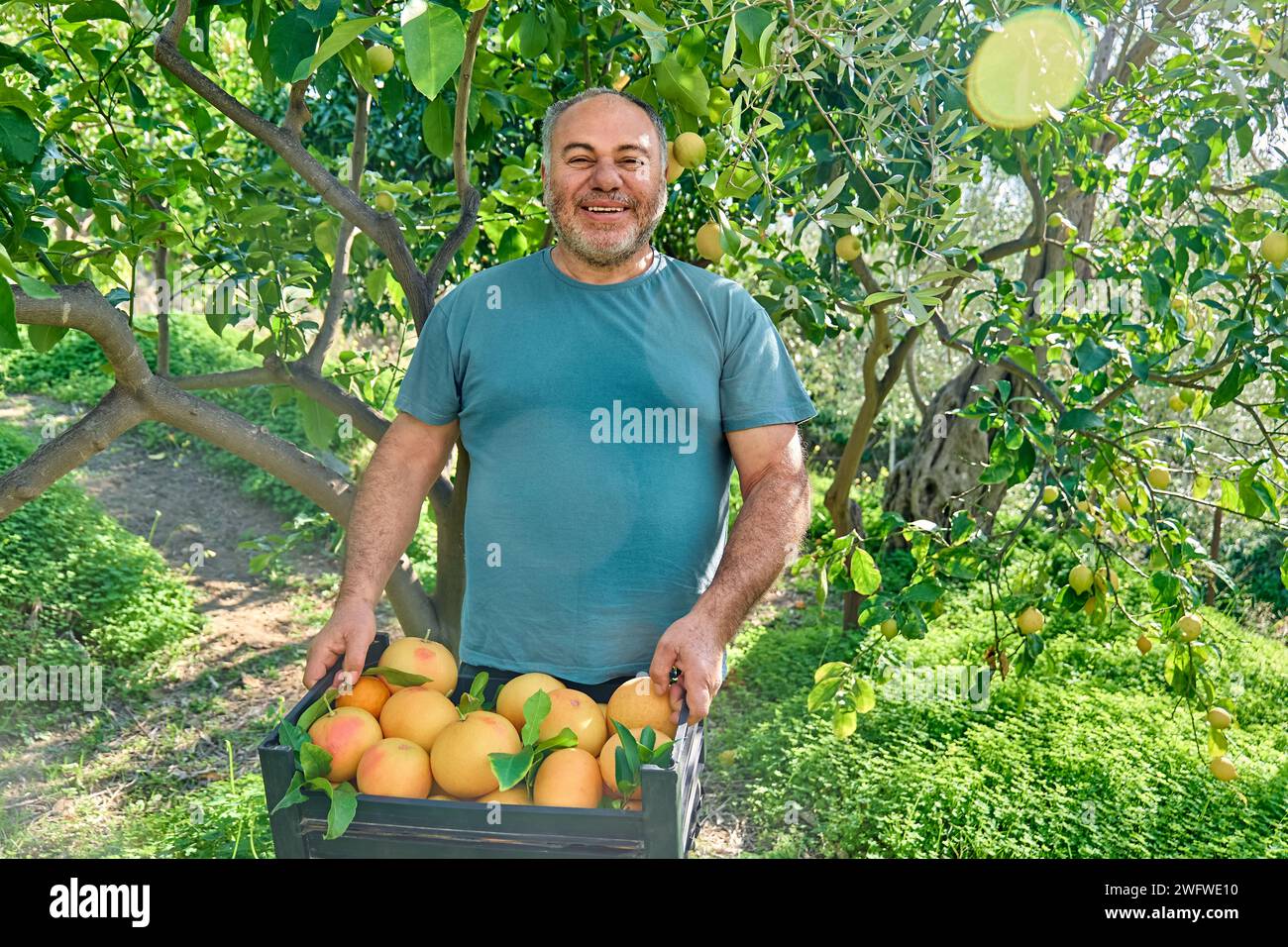 Gardener mature man carrying crate with collected ripe citrus fruits ...