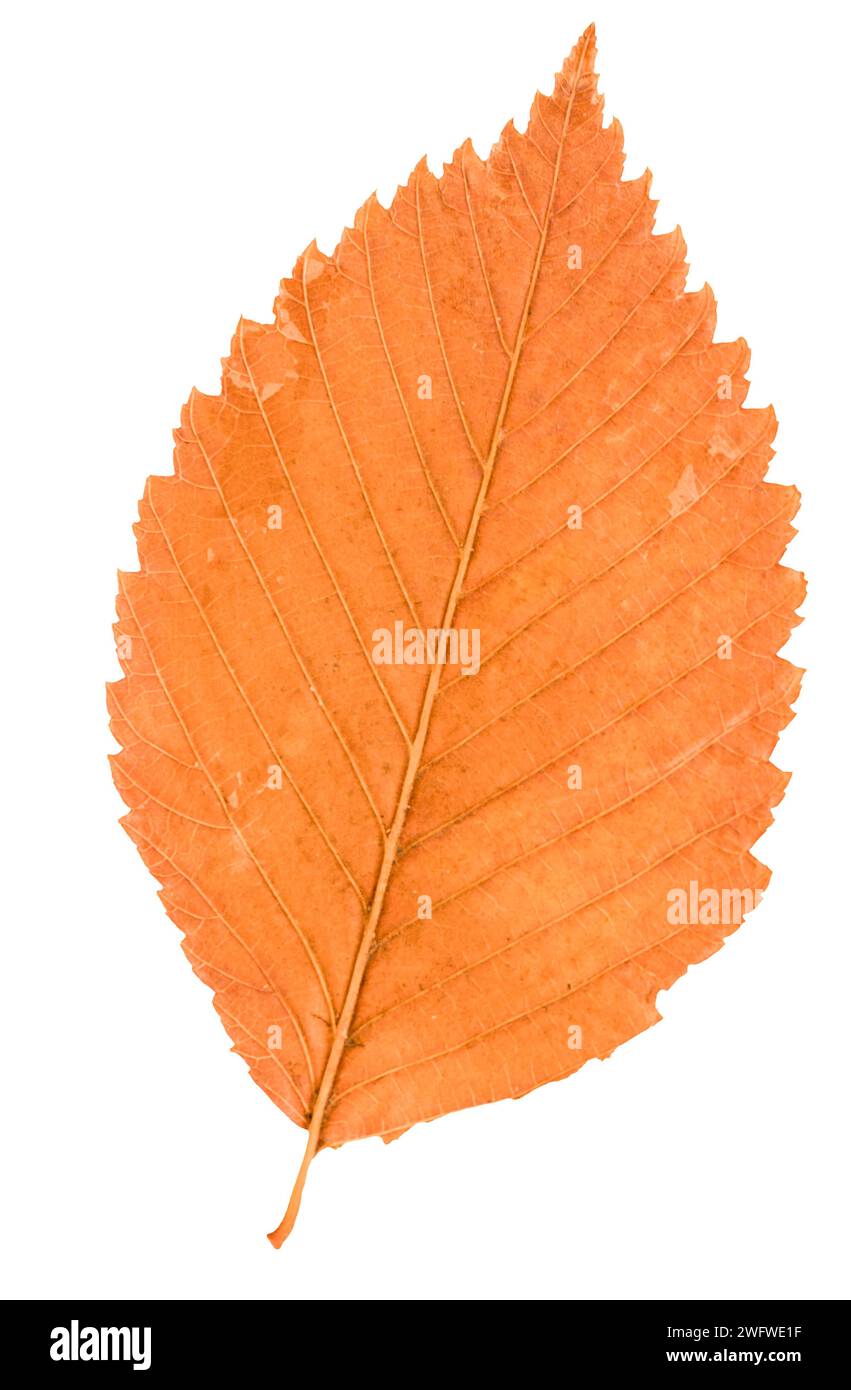 Dried alder leaf isolated on white background Stock Photo - Alamy