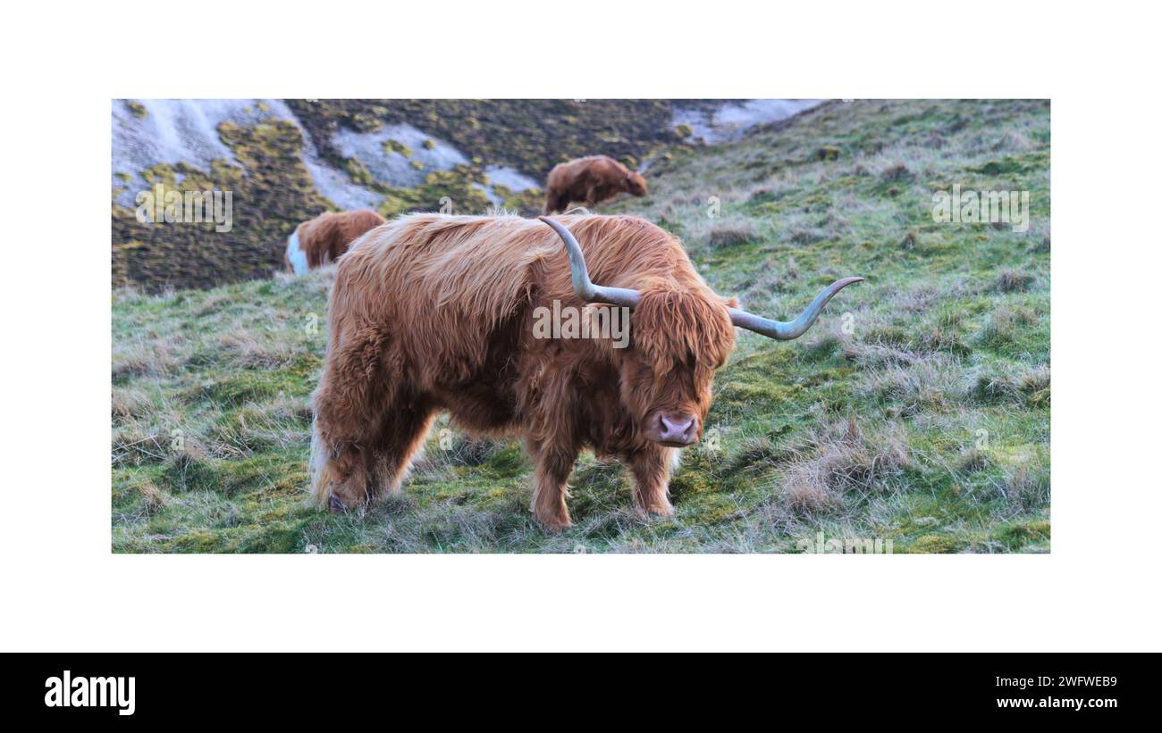 Highland cattle highland cattle Cut Out Stock Images & Pictures - Alamy