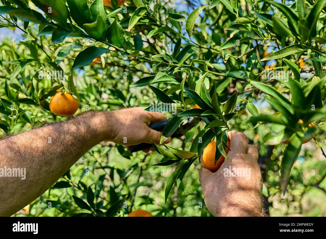 Hands of gardener mature man collecting ripe citrus fruits during ...