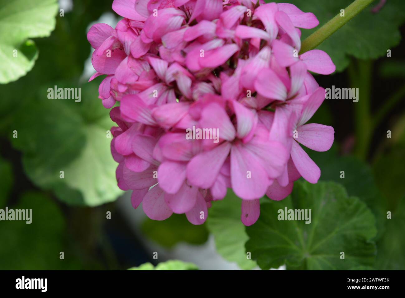 Nature, beautiful and pleasant blooming indoor flowers. Bright crimson ...