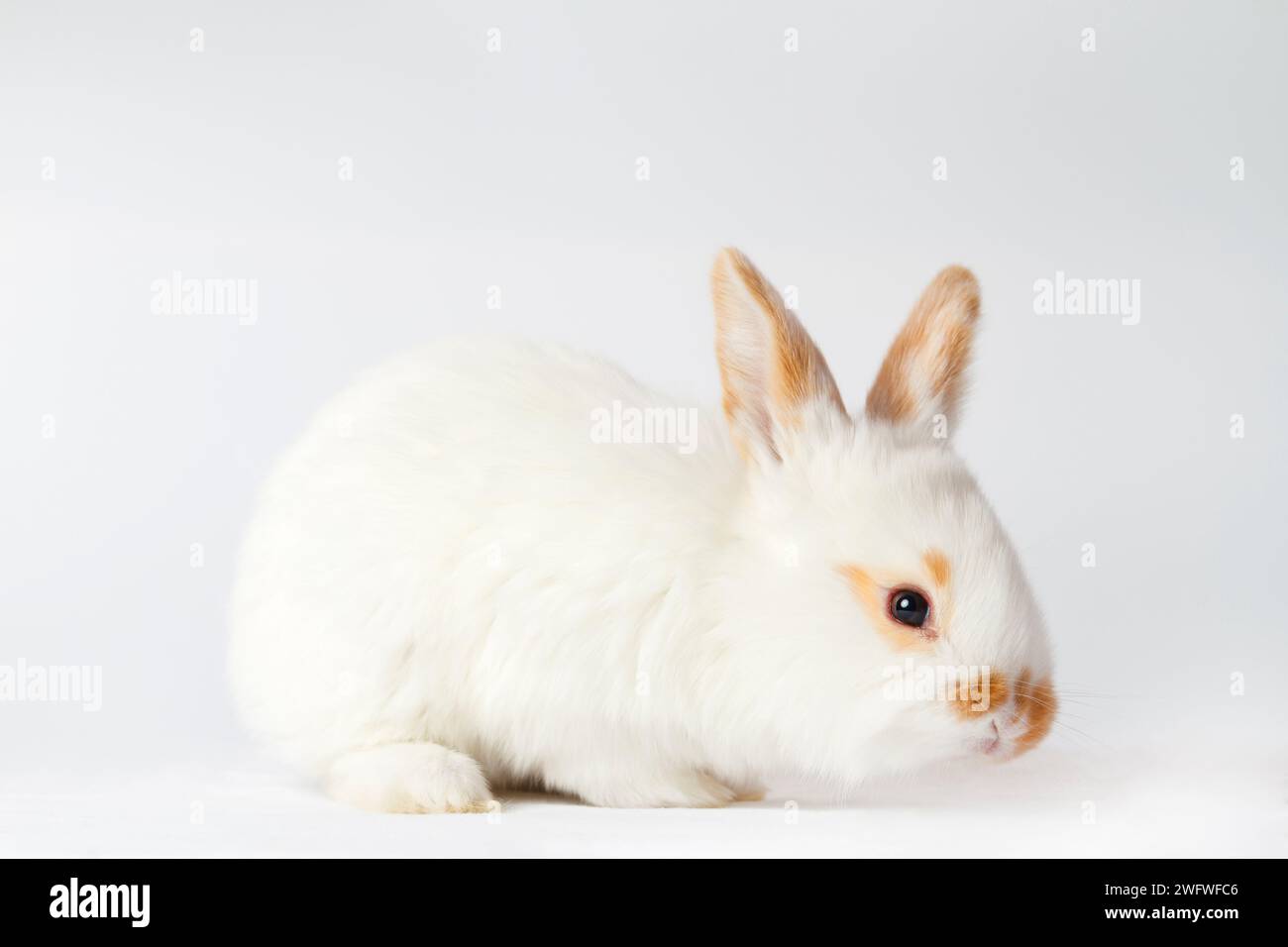 cute bunny on white background Stock Photo - Alamy