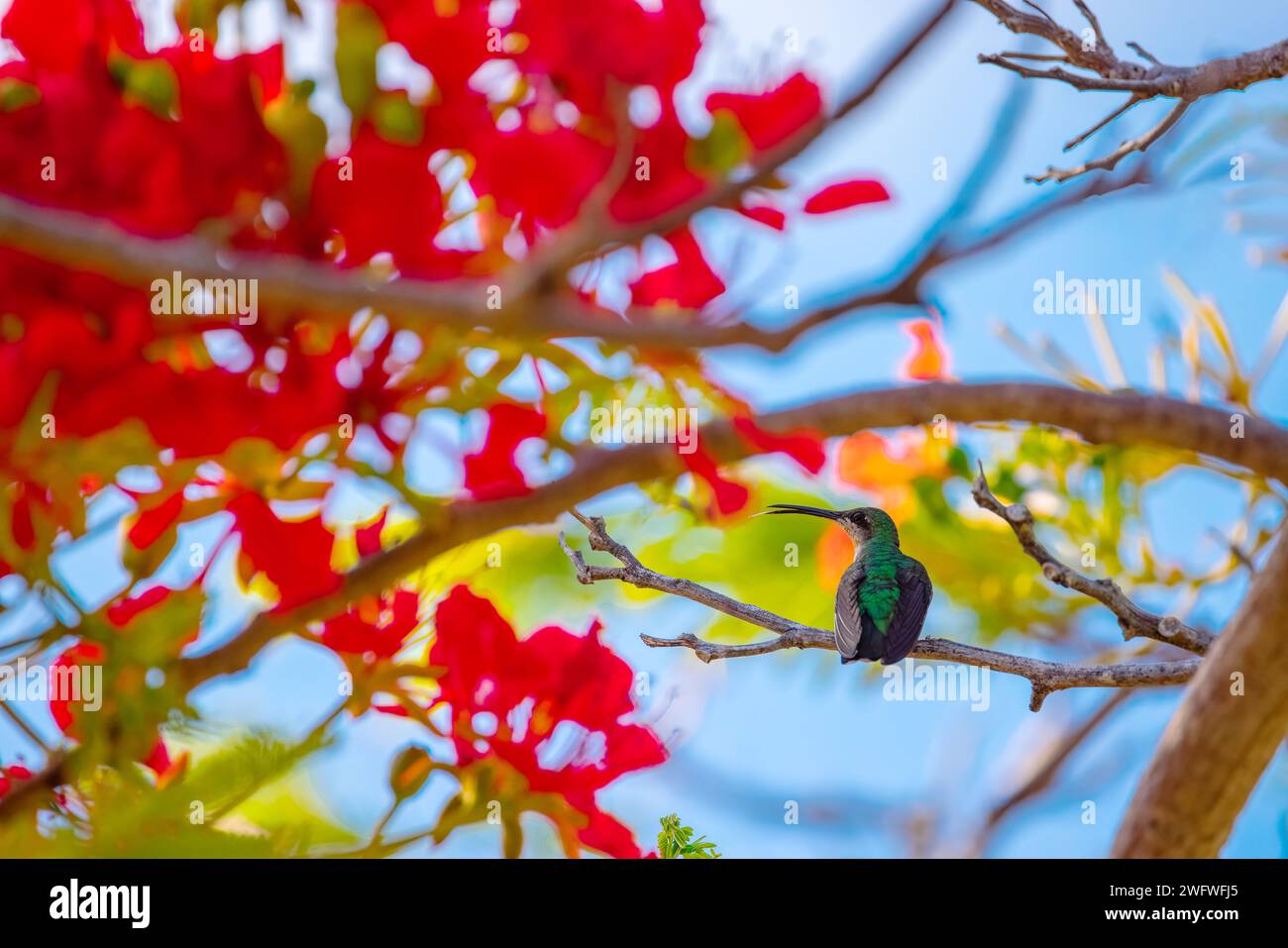 Hummingbird flying to pick up nectar from a beautiful flowers near palm ...