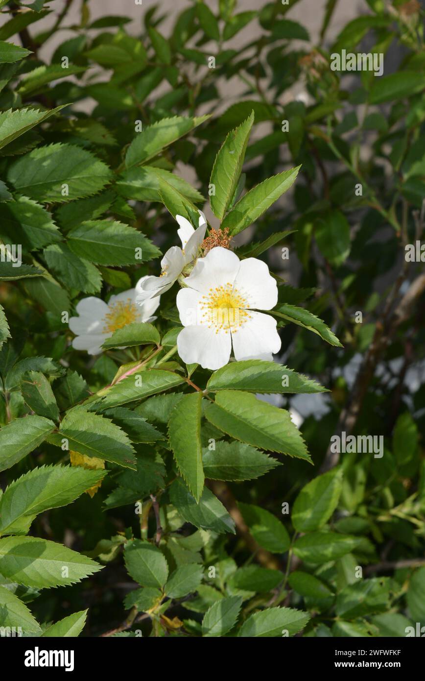 Bright colorful, pink flowering tea rose bushes, common hawthorn bushes ...