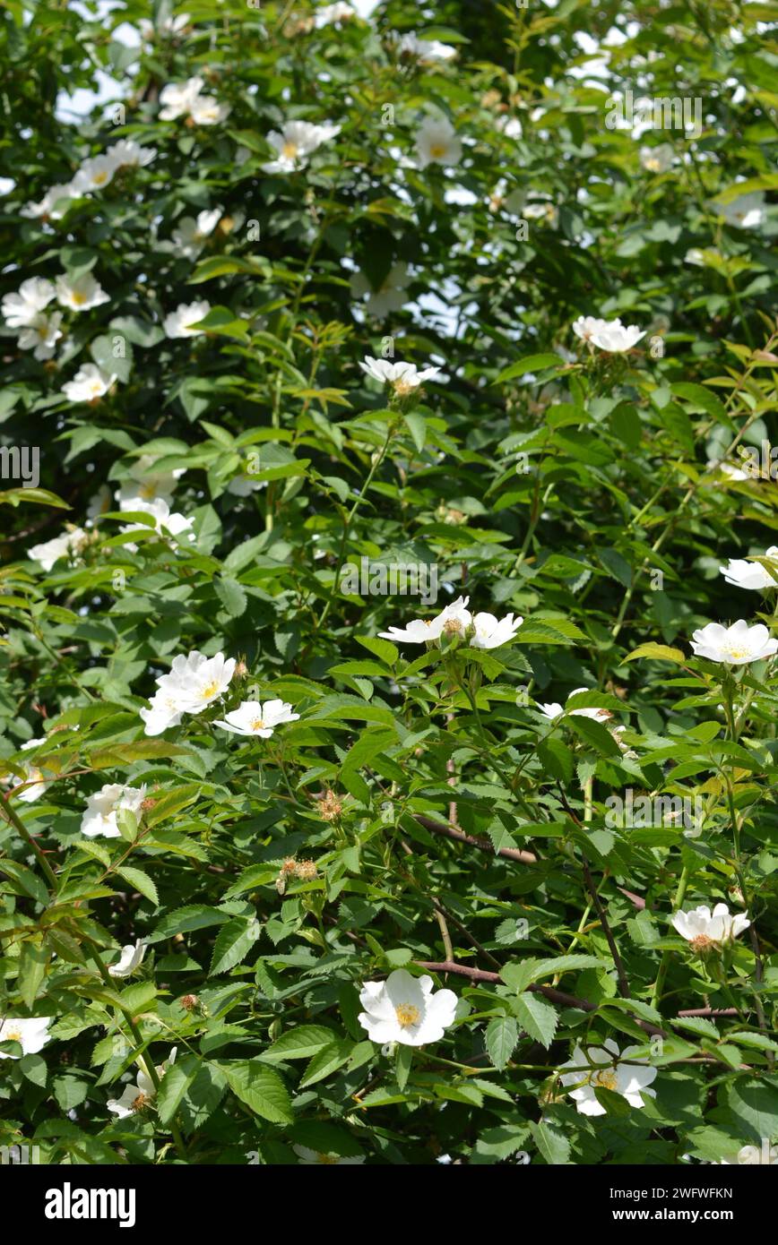 Hawthorn bushes hi-res stock photography and images - Alamy