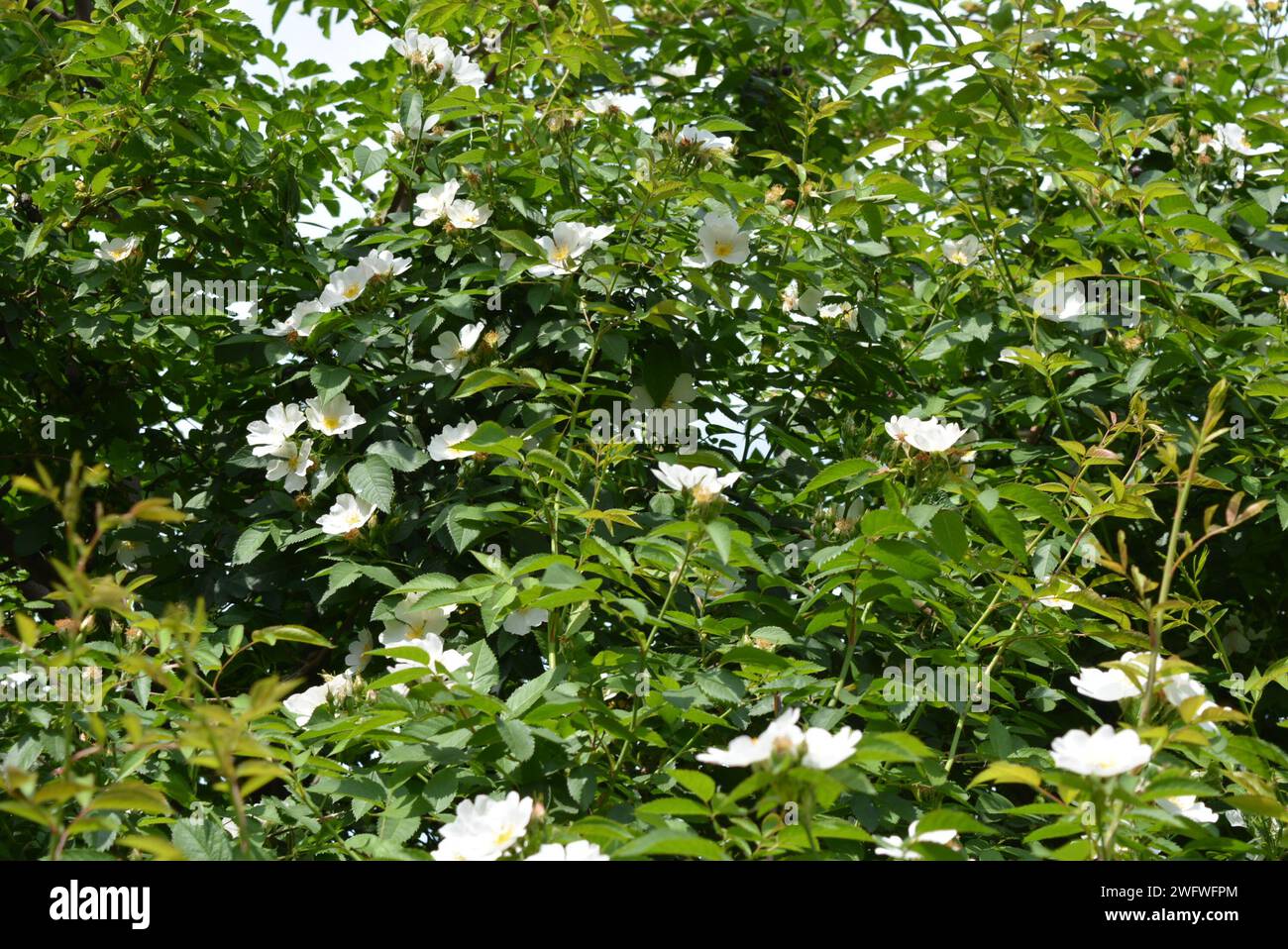Hawthorn bushes hi-res stock photography and images - Alamy