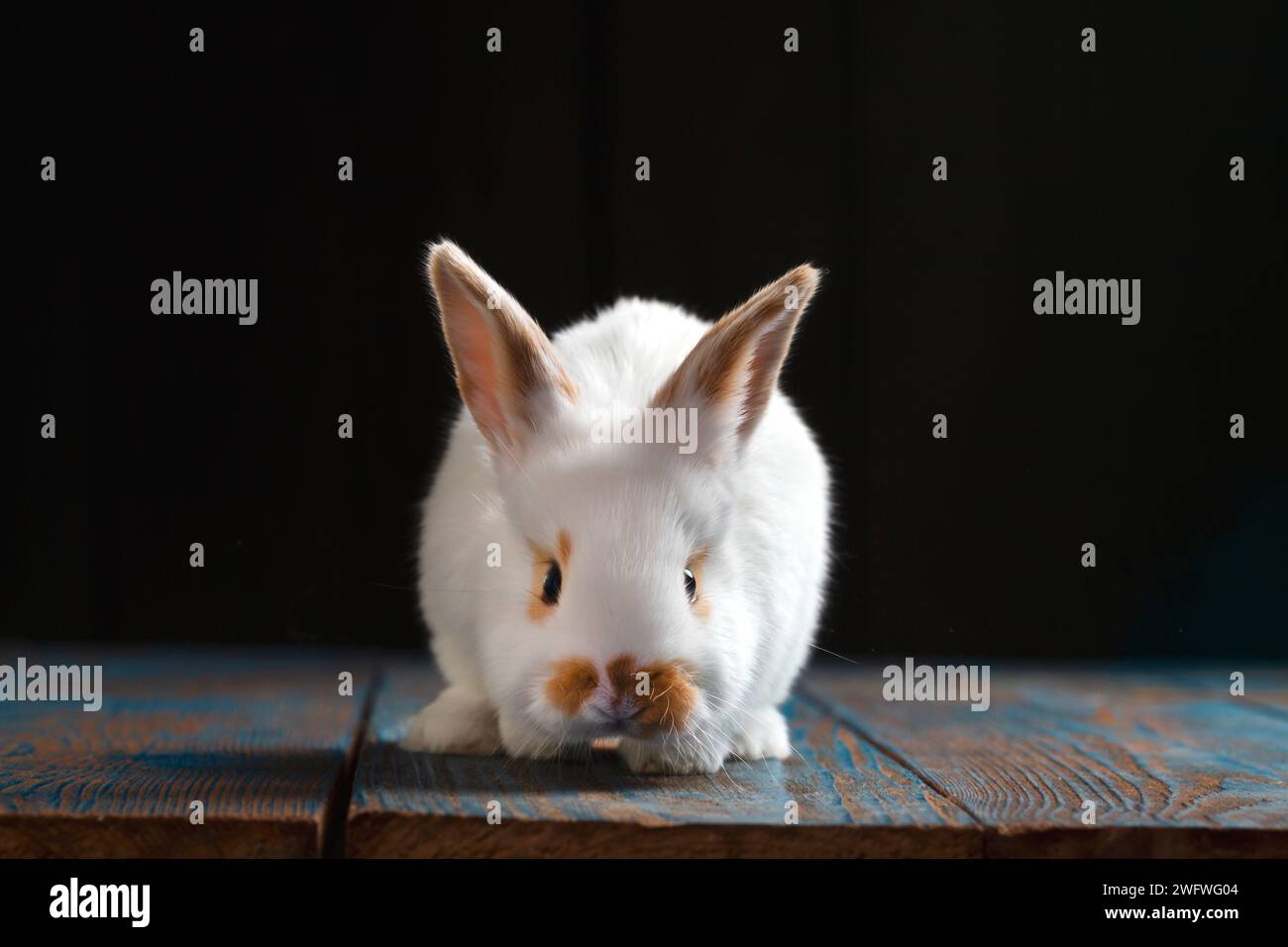 Dark grey rabbit fur hi-res stock photography and images - Alamy